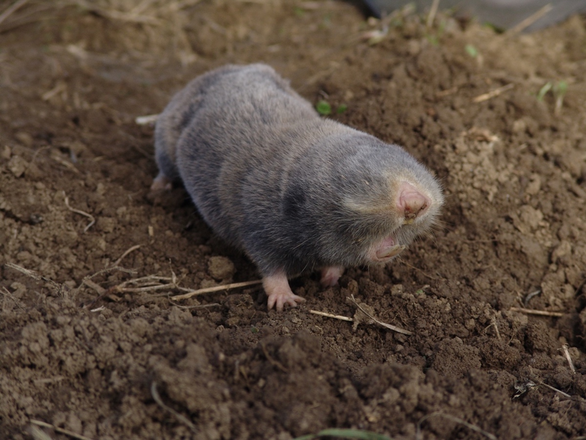 Mole rodent store